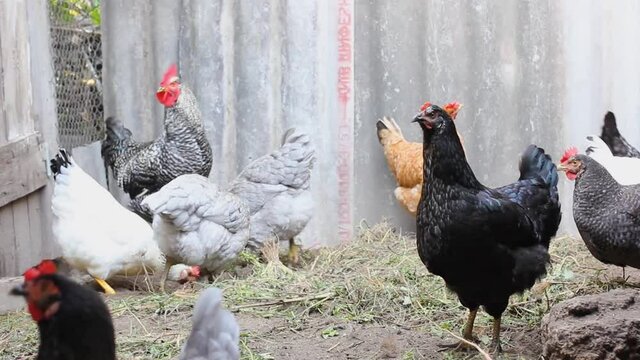 Hen-Coop bilder – Bläddra bland 181 stockfoton, vektorer och videor ...