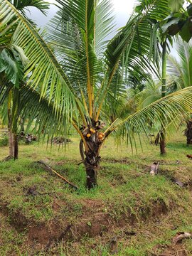 "Red Coconut" Images – Browse 33 Stock Photos, Vectors, and Video ...