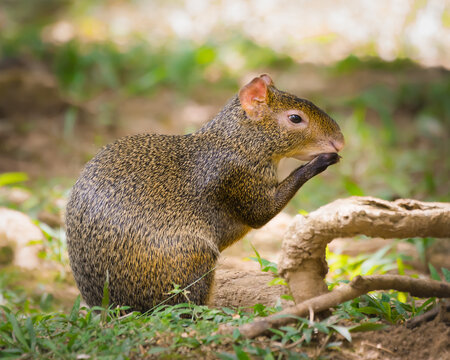 Sereque Bilder – Durchsuchen 1,524 Archivfotos, Vektorgrafiken und ...