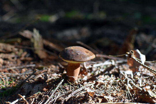 「Braunkappe」の画像 - 615 件の Stock 写真、ベクターおよびビデオ | Adobe Stock