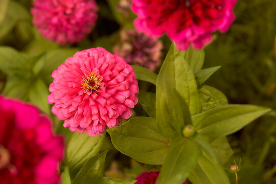 Cinnia Images – Browse 39 Stock Photos, Vectors, and Video | Adobe Stock