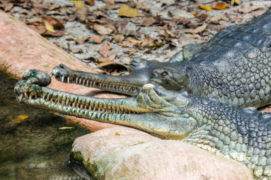 Gavialidae photos, royalty-free images, graphics, vectors & videos ...