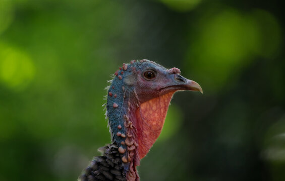 Truthahn Billeder – Gennemse 2,761 stockfotos, vektorer og videoer ...