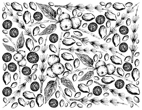 Pecan Tree Vector Images – Browse 9,001 Stock Photos, Vectors, and ...