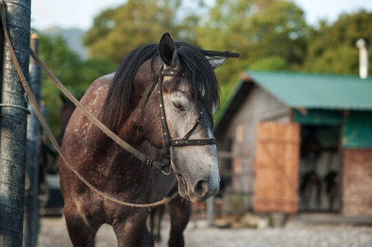 รูปภาพDobbin – เลือกดูภาพถ่ายสต็อก เวกเตอร์ และวิดีโอ2,879 | Adobe Stock