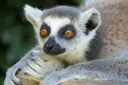 รูปภาพMaky – เลือกดูภาพถ่ายสต็อก เวกเตอร์ และวิดีโอ317 | Adobe Stock