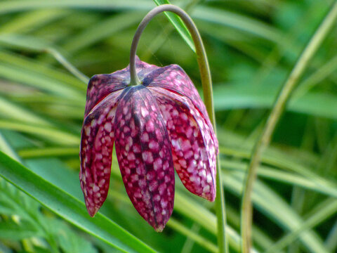 Kockavica bilder – Bläddra bland 2,843 stockfoton, vektorer och videor ...