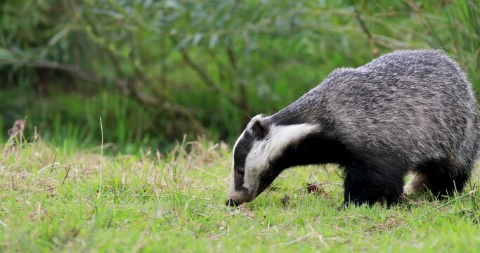 "European Badger" Images – Browse 5,728 Stock Photos, Vectors, and ...