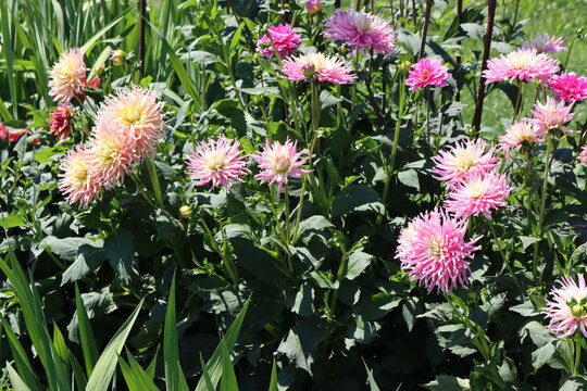 รูปภาพDalia – เลือกดูภาพถ่ายสต็อก เวกเตอร์ และวิดีโอ8,161 | Adobe Stock