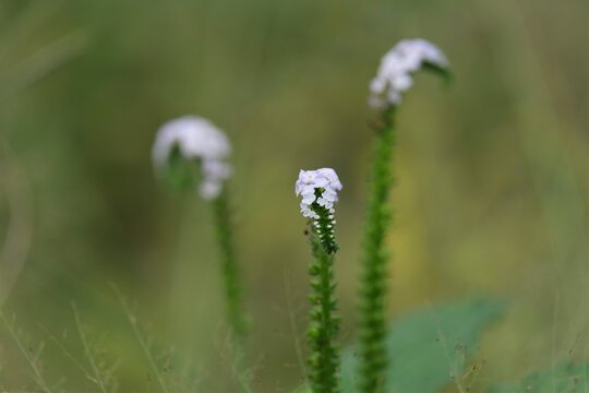 "Indian Turnsole" Images – Browse 245 Stock Photos, Vectors, and Video ...