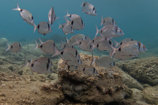 Brachsen Bilder – Durchsuchen 43,845 Archivfotos, Vektorgrafiken und ...