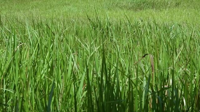 Speargrass Images – Parcourir 589 le catalogue de photos, vecteurs et ...