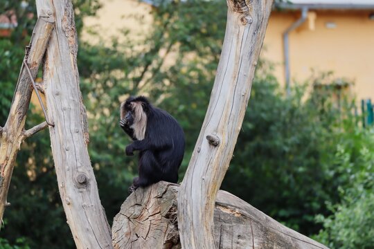 Wanderoo Images – Browse 697 Stock Photos, Vectors, and Video | Adobe Stock