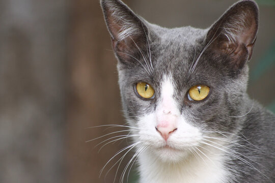"Head Cat" Bilder – Durchsuchen 153 Archivfotos, Vektorgrafiken und ...