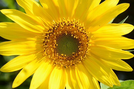 "Sunflower Background" Images – Browse 1,162 Stock Photos, Vectors, and ...