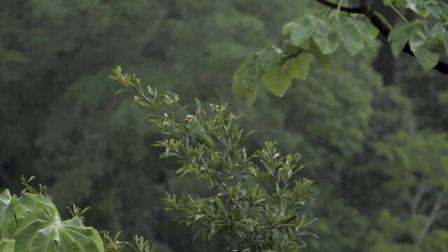 Breanch 影像 – 瀏覽 69 個素材庫相片、向量圖和影片 | Adobe Stock