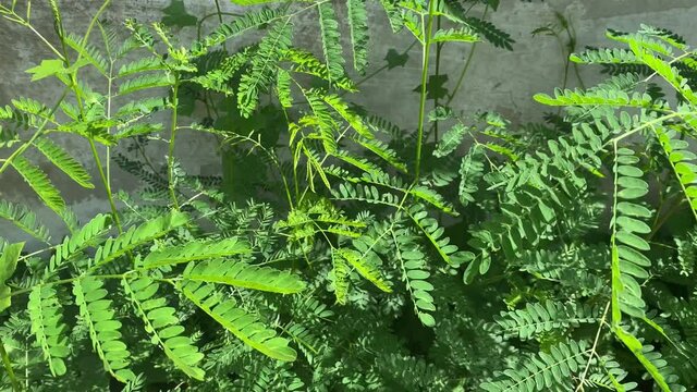 Tamalaki bilder – Bläddra bland 67 stockfoton, vektorer och videor ...