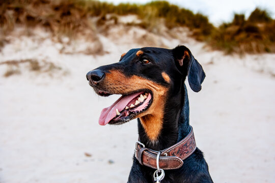 Dobi Images – Browse 32 Stock Photos, Vectors, and Video | Adobe Stock