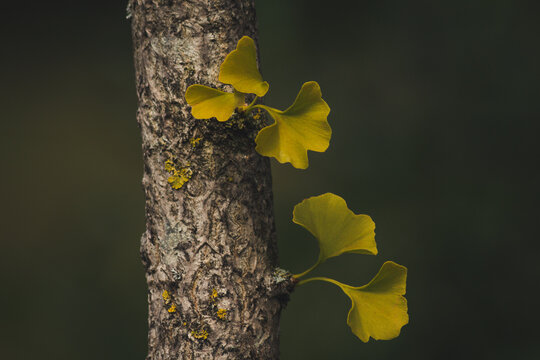 Ginkgoopsida Images – Browse 62 Stock Photos, Vectors, and Video ...