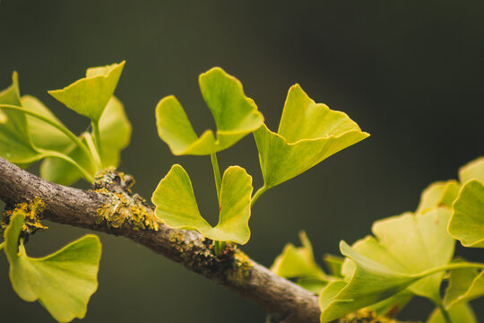 Ginkgoopsida Images – Browse 62 Stock Photos, Vectors, and Video ...