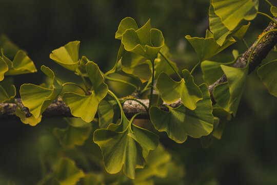 Ginkgoopsida Images – Browse 62 Stock Photos, Vectors, and Video ...