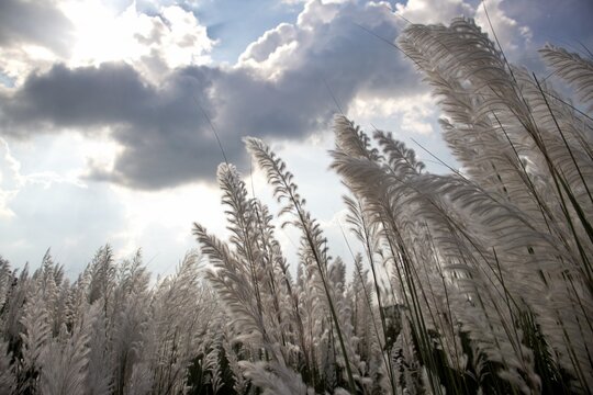 Kashful Images – Browse 241 Stock Photos, Vectors, and Video | Adobe Stock