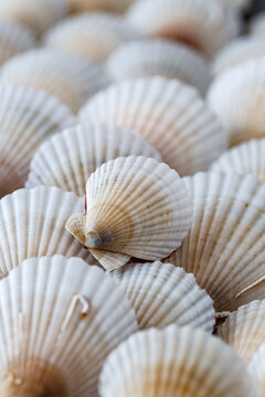 Scheidenmuschel Bilder – Durchsuchen 4,456 Archivfotos, Vektorgrafiken ...