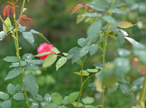 รูปภาพ"Shrub Rose" – เลือกดูภาพถ่ายสต็อก เวกเตอร์ และวิดีโอ747 | Adobe ...