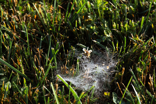 Wiesenbewohner Bilder – Durchsuchen 806 Archivfotos, Vektorgrafiken und ...