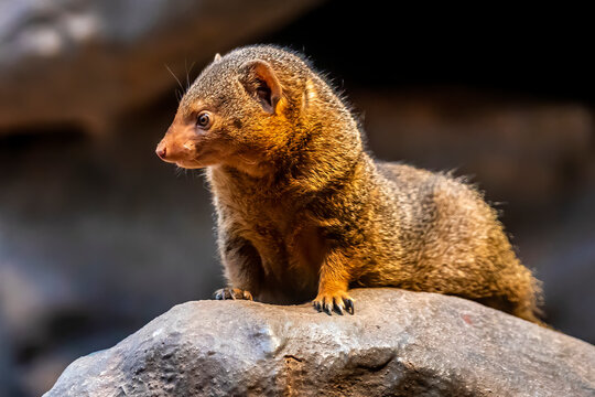 รูปภาพMongoose – เลือกดูภาพถ่ายสต็อก เวกเตอร์ และวิดีโอ38,720 | Adobe Stock