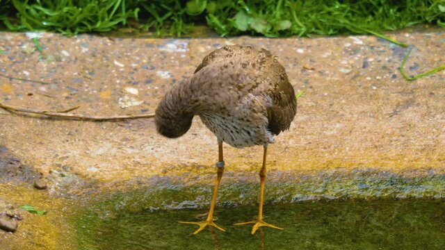 "Wading Bird" Images – Browse 164,119 Stock Photos, Vectors, and Video ...