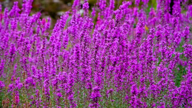 รูปภาพPurple-Loosestrife – เลือกดูภาพถ่ายสต็อก เวกเตอร์ และวิดีโอ2,983 ...