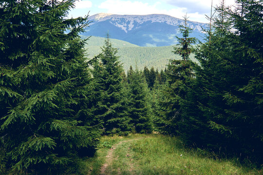 Pine-Tree bilder – Bläddra bland 15,857 stockfoton, vektorer och videor ...