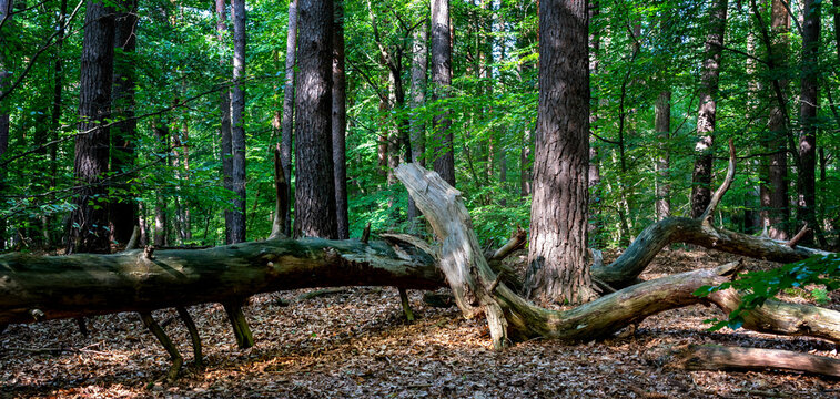 Brack.tree bilder – Bläddra bland 168 stockfoton, vektorer och videor ...