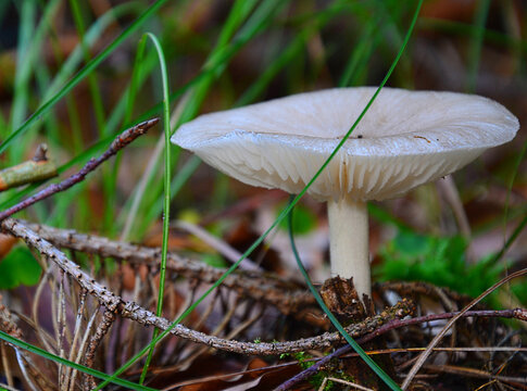 รูปภาพGiftpilz – เลือกดูภาพถ่ายสต็อก เวกเตอร์ และวิดีโอ14,265 | Adobe Stock