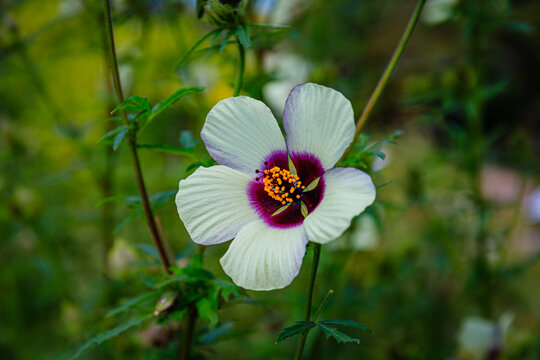 「Kenaf」の画像 - 736 件の Stock 写真、ベクターおよびビデオ | Adobe Stock