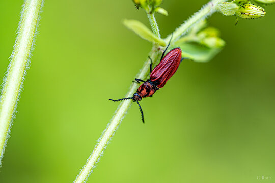 รูปภาพInsekten – เลือกดูภาพถ่ายสต็อก เวกเตอร์ และวิดีโอ50,388 | Adobe Stock