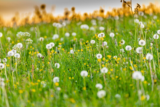 Pusteblumenwiese Bilder – Durchsuchen 9,160 Archivfotos, Vektorgrafiken ...