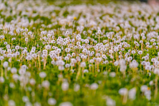 Pusteblumenwiese Bilder – Durchsuchen 7,807 Archivfotos, Vektorgrafiken ...