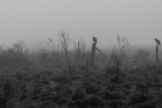Tenebroso bilder – Bläddra bland 1,235 stockfoton, vektorer och videor ...