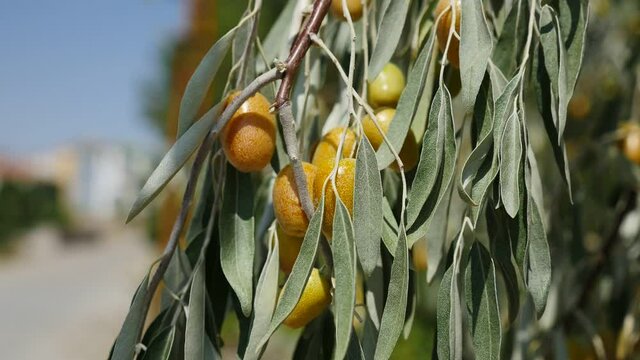 รูปภาพOleaster – เลือกดูภาพถ่ายสต็อก เวกเตอร์ และวิดีโอ15,161 | Adobe Stock