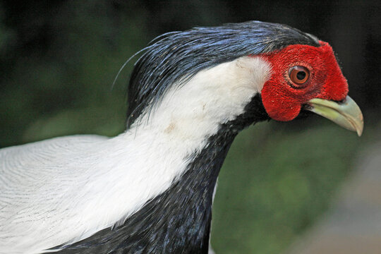 รูปภาพGalliformes – เลือกดูภาพถ่ายสต็อก เวกเตอร์ และวิดีโอ15,771 ...