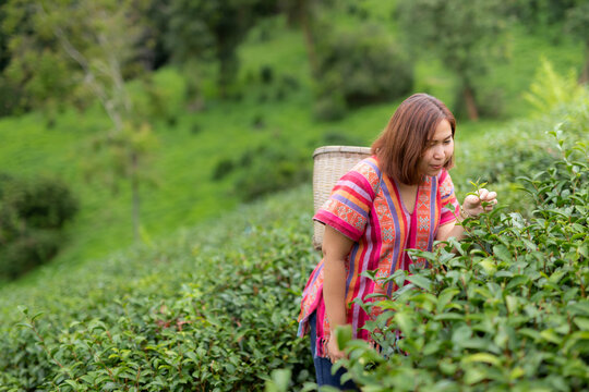 "Tea Picking" 이미지 – 찾아보기 229 스톡 사진, 벡터 및 비디오 | Adobe Stock