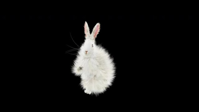 Dancing Rabbit Images – Browse 10,938 Stock Photos, Vectors, and Video ...
