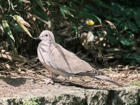 「Roucouler」の画像 - 61 件の Stock 写真、ベクターおよびビデオ | Adobe Stock