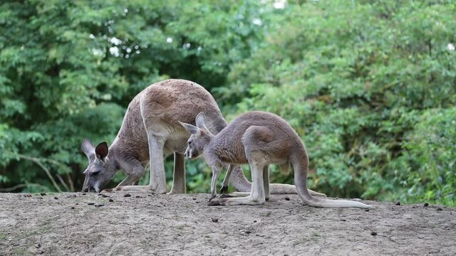 "Czech Zoo" Images – Browse 132 Stock Photos, Vectors, and Video ...