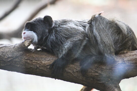 Moustachu bilder – Bläddra bland 249 stockfoton, vektorer och videor ...