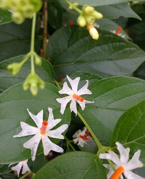 รูปภาพParijat – เลือกดูภาพถ่ายสต็อก เวกเตอร์ และวิดีโอ293 | Adobe Stock