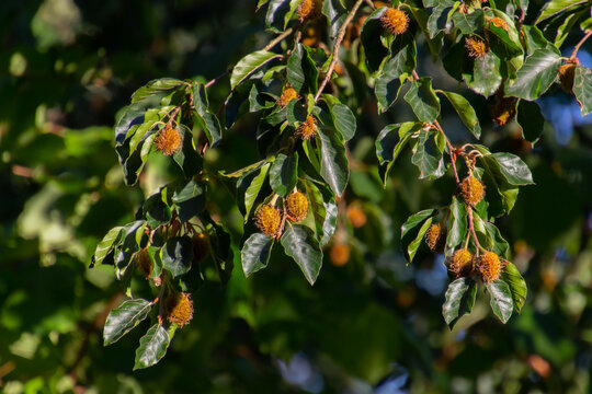รูปภาพBeechnut – เลือกดูภาพถ่ายสต็อก เวกเตอร์ และวิดีโอ1,534 | Adobe Stock