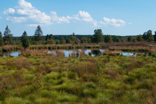 รูปภาพSumpflandschaft – เลือกดูภาพถ่ายสต็อก เวกเตอร์ และวิดีโอ743 ...